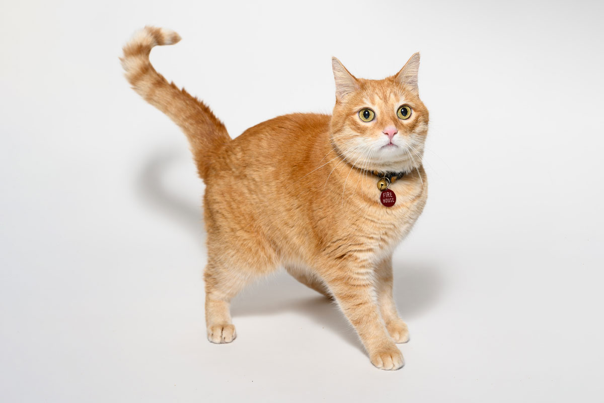 New Guidelines: Fix Your Cat By 5 Months – Firehouse Animal Health Austin