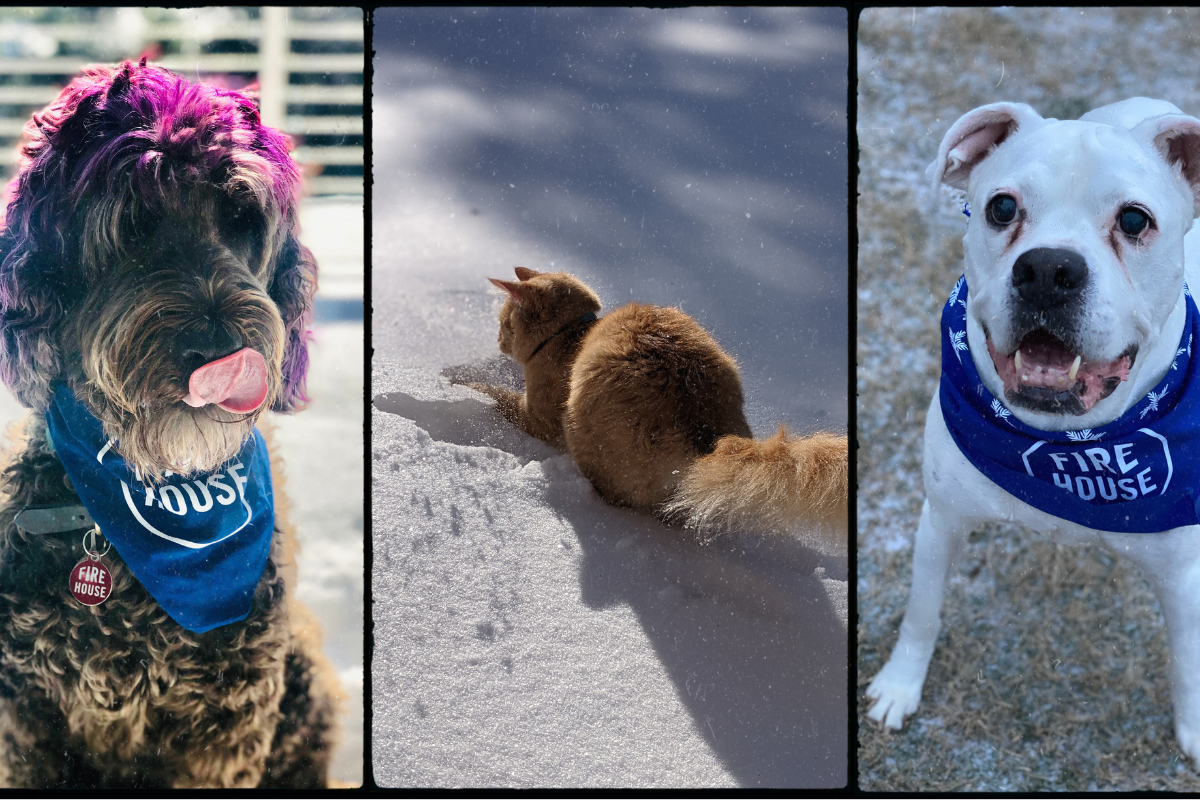 How To Protect Pets During Austin Cold | Firehouse Animal Health Austin