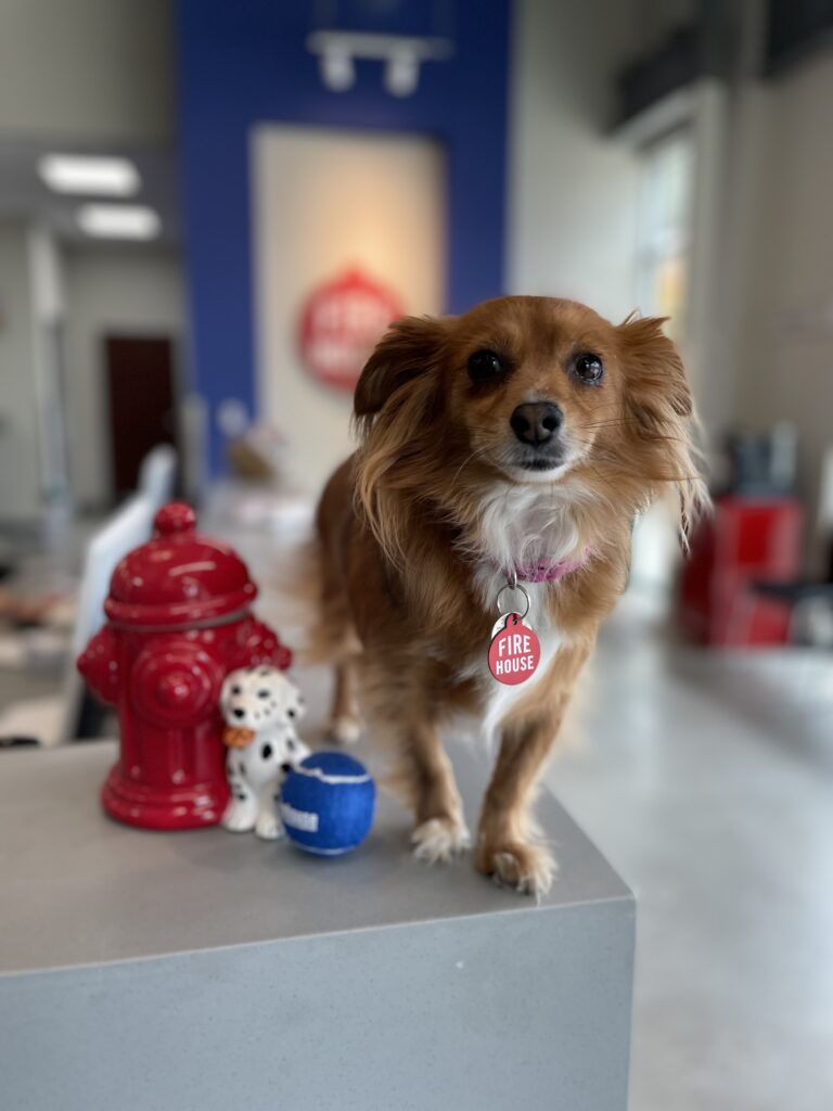 Lost Your Beloved Pet? – Firehouse Animal Health Austin