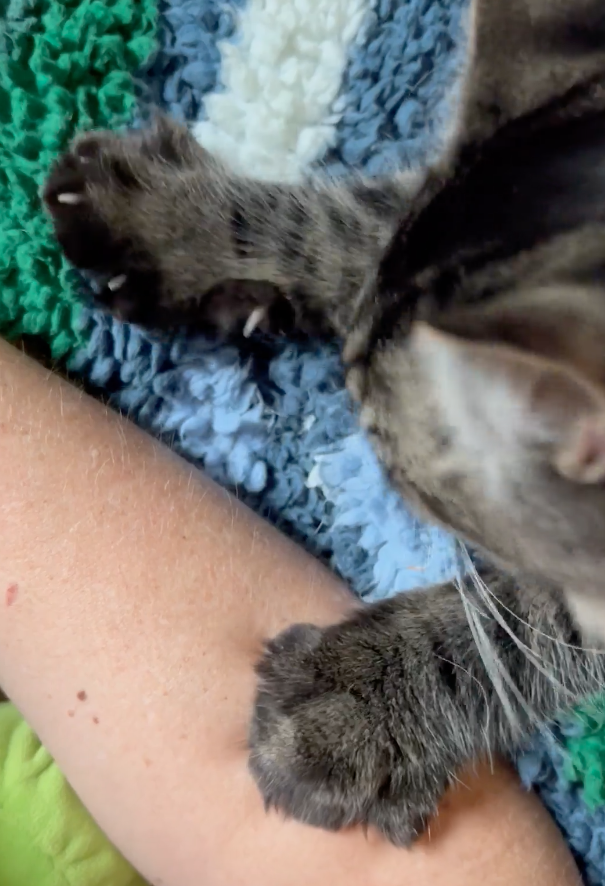 Why Do Cats Knead? – Firehouse Animal Health Austin